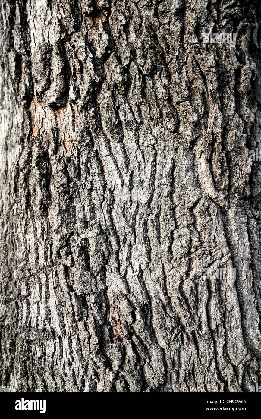Tree bark texture with natural seamless pattern Stock Photo - Alamy
