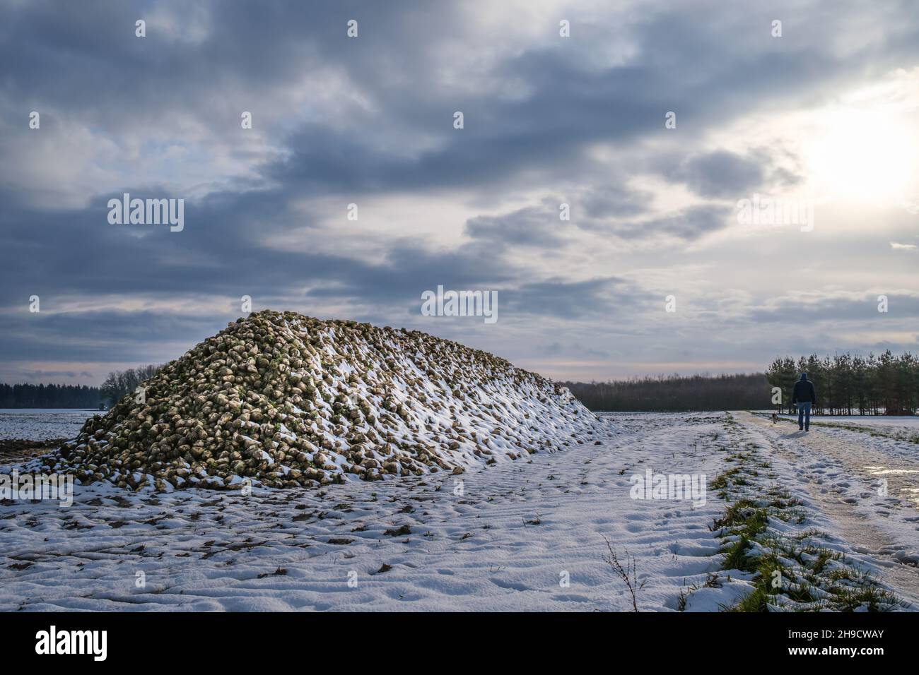 A pile of harvested sugar beets on an agricultural field covered with ...