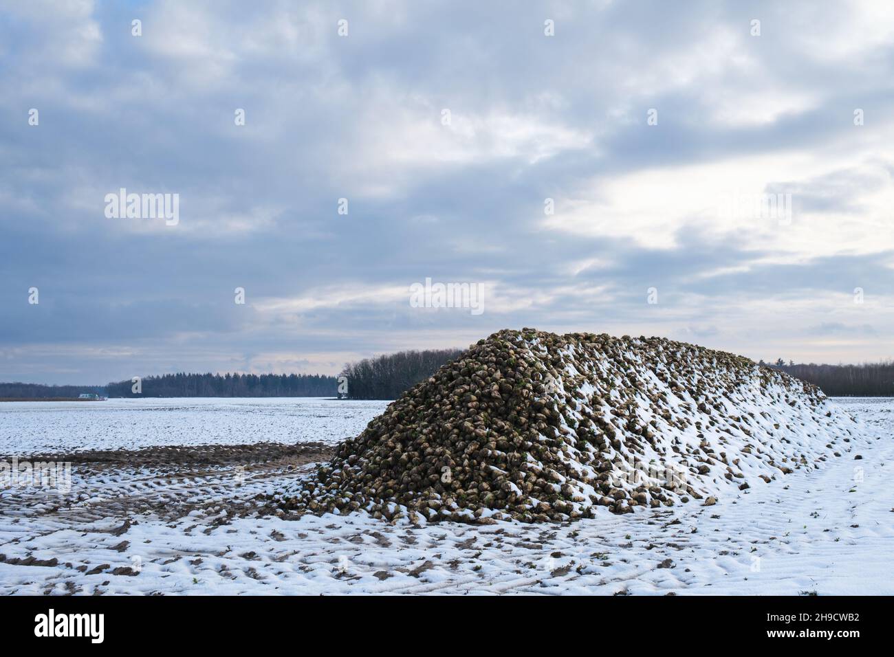A pile of harvested sugar beets on an agricultural field covered with ...