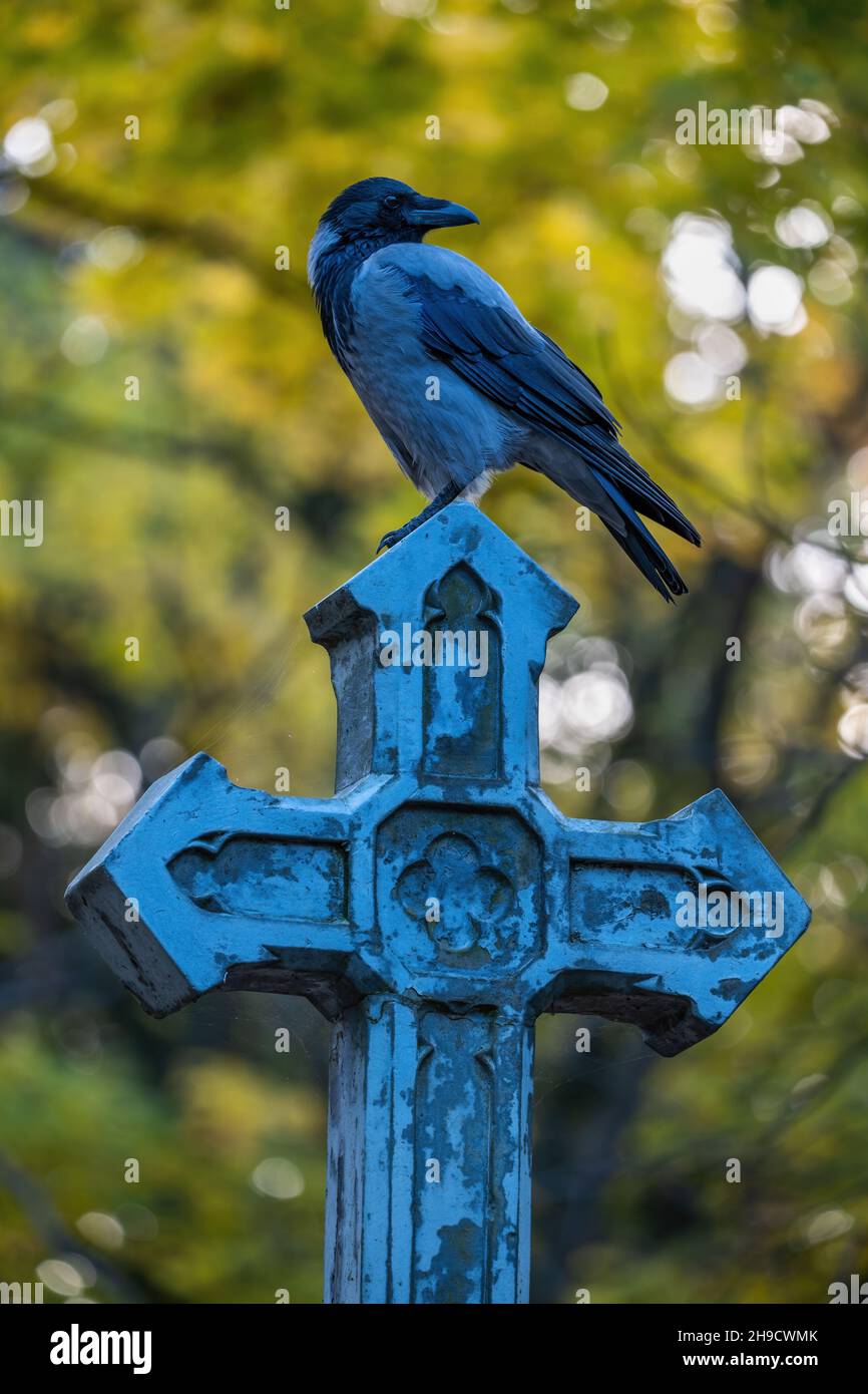 Eurasian crow hi-res stock photography and images - Alamy