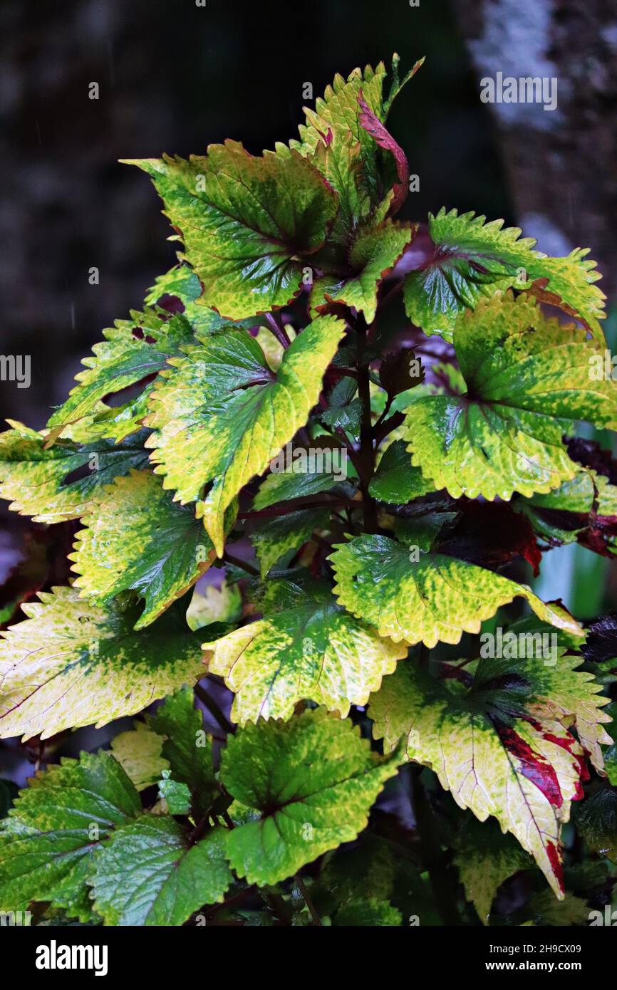 Multi-colored coleus leaves/Garden Stock Photo - Alamy
