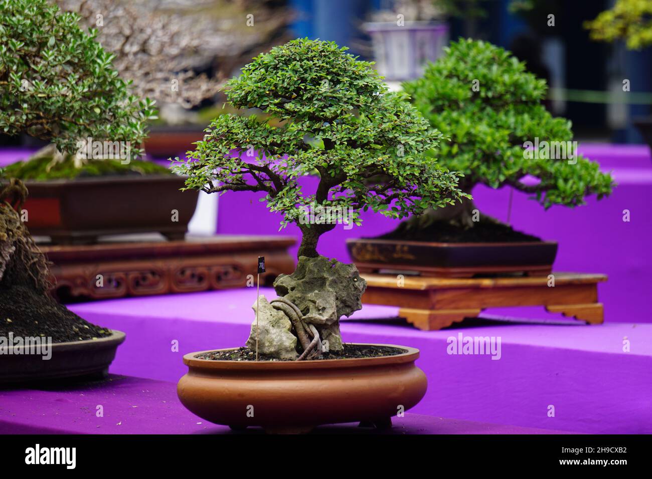 Bonsai penjing miniature beautiful hi-res stock photography and images ...