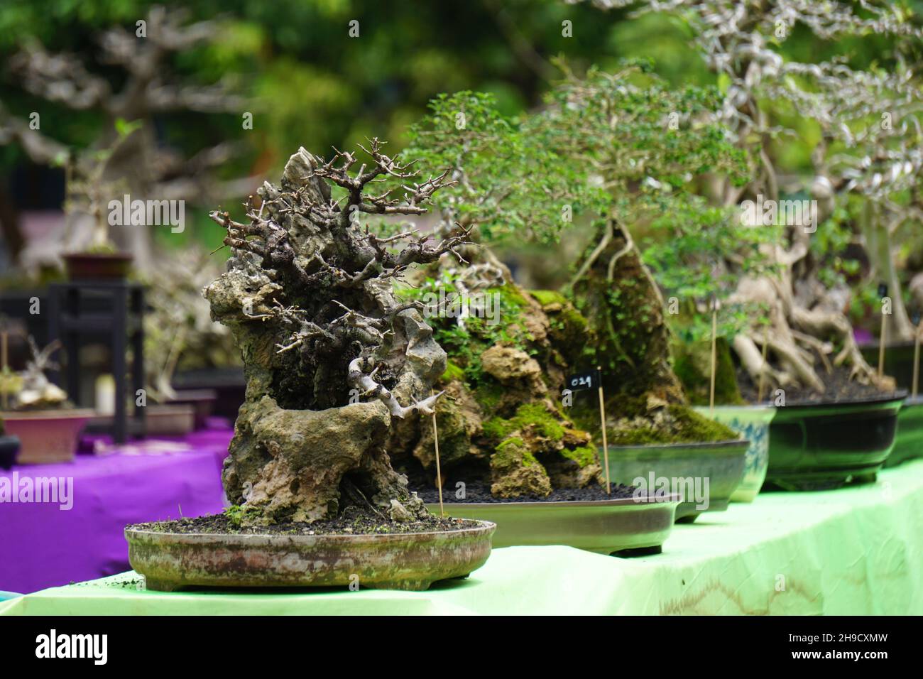 Green beautiful bonsai with a natural background Stock Photo - Alamy