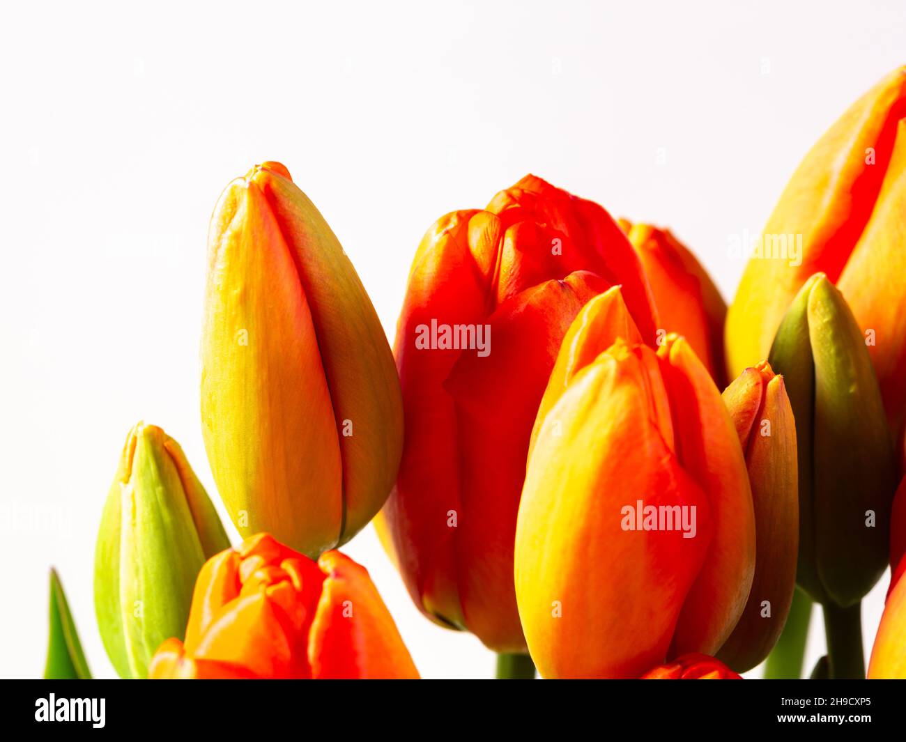 Close-up of blooming red and yellow tulips Stock Photo - Alamy
