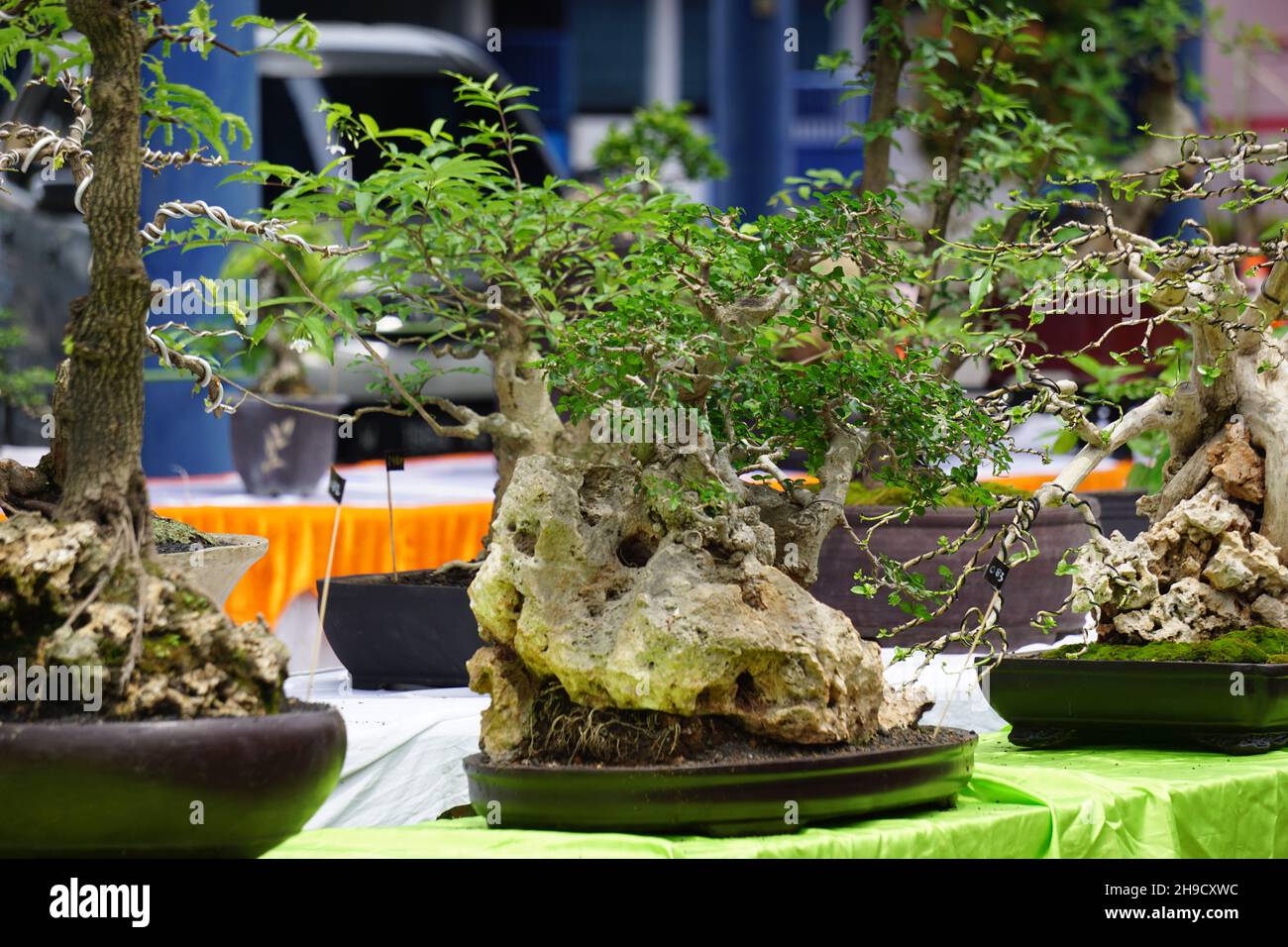 Bonsai penjing miniature beautiful hi-res stock photography and images ...