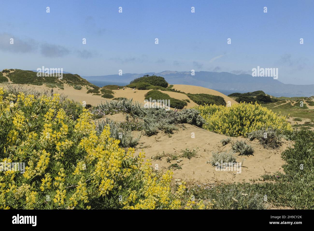 Sandy landscape with plants and wild flowers under a blue clear sky in ...