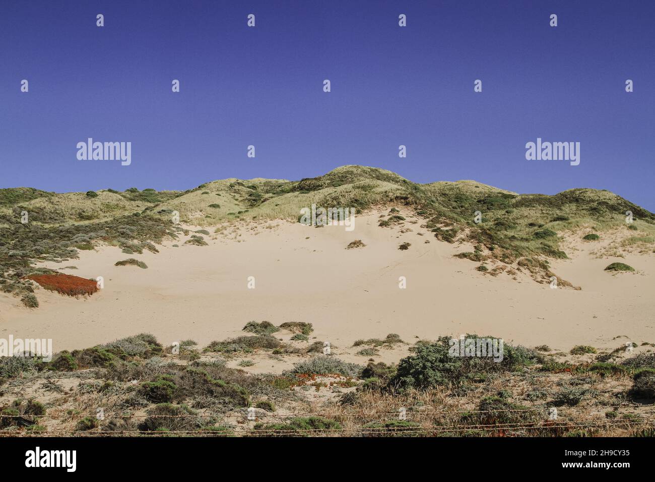 Sandy landscape with plants under a blue clear sky in Northern ...