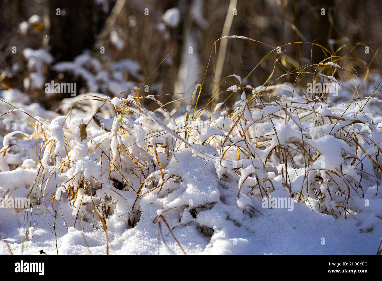 Beautiful winter nature grass hi-res stock photography and images - Alamy