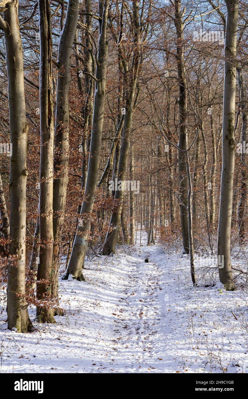 wintry forest path in the snow Stock Photo - Alamy