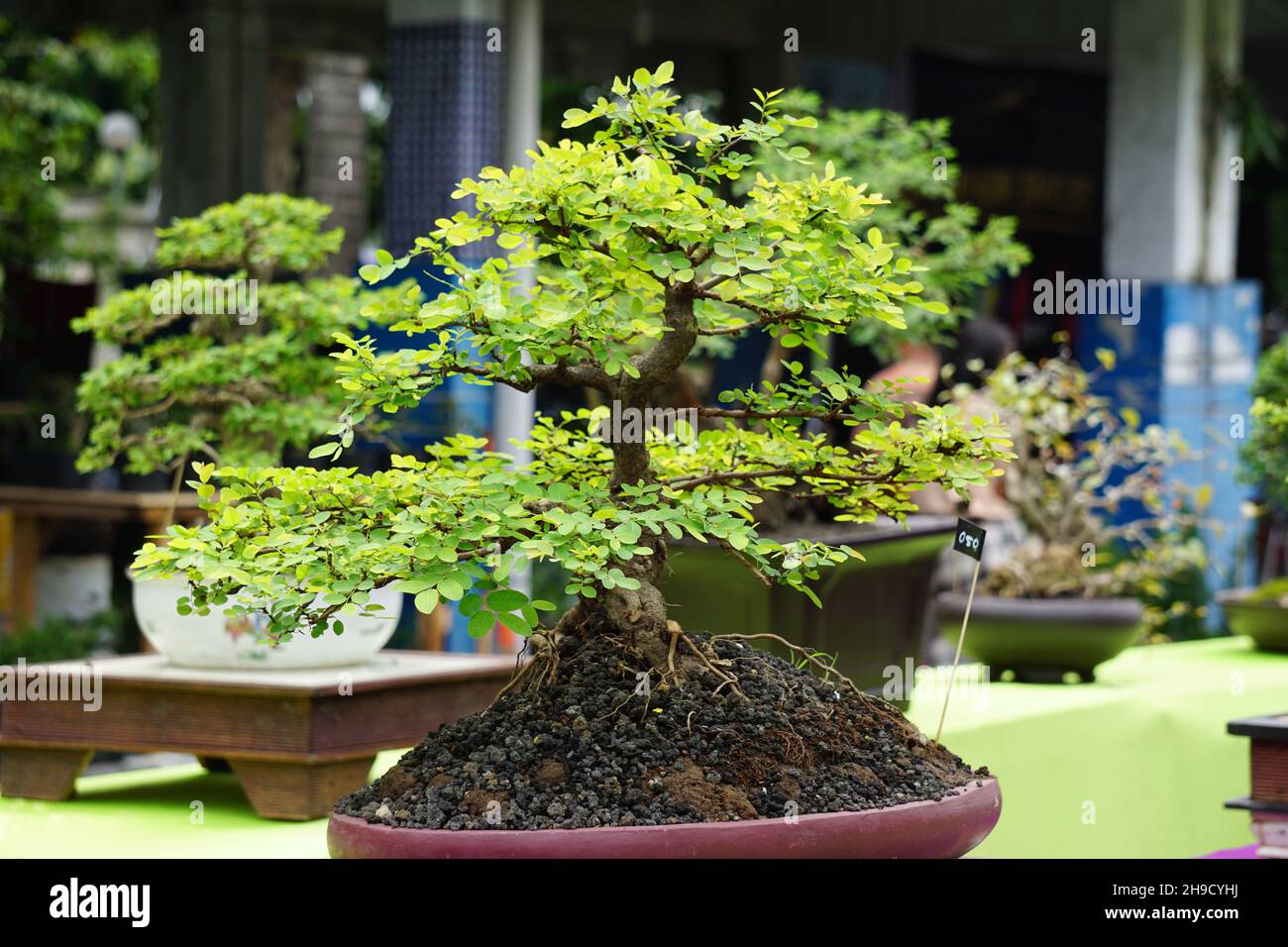 Bonsai penjing miniature beautiful hi-res stock photography and images ...