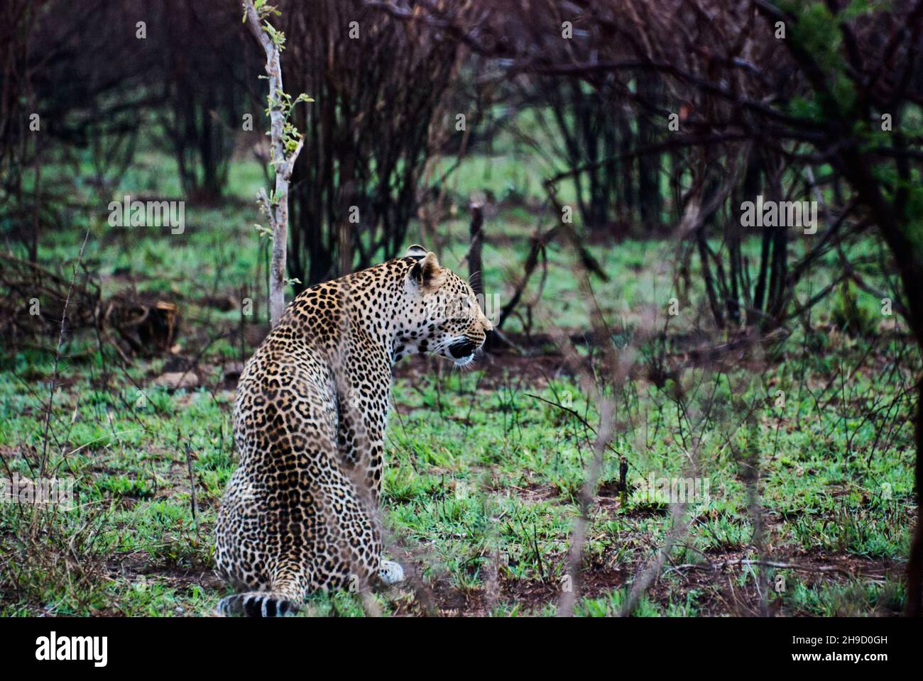 Large male leopard, Panthera pardus, lying on the ground in the african ...