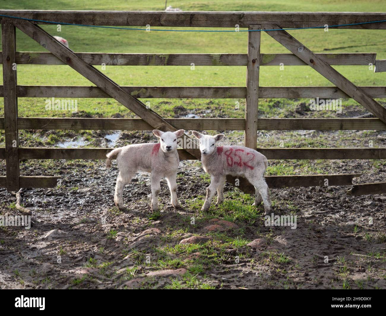 Baby twins symbol hi-res stock photography and images - Alamy