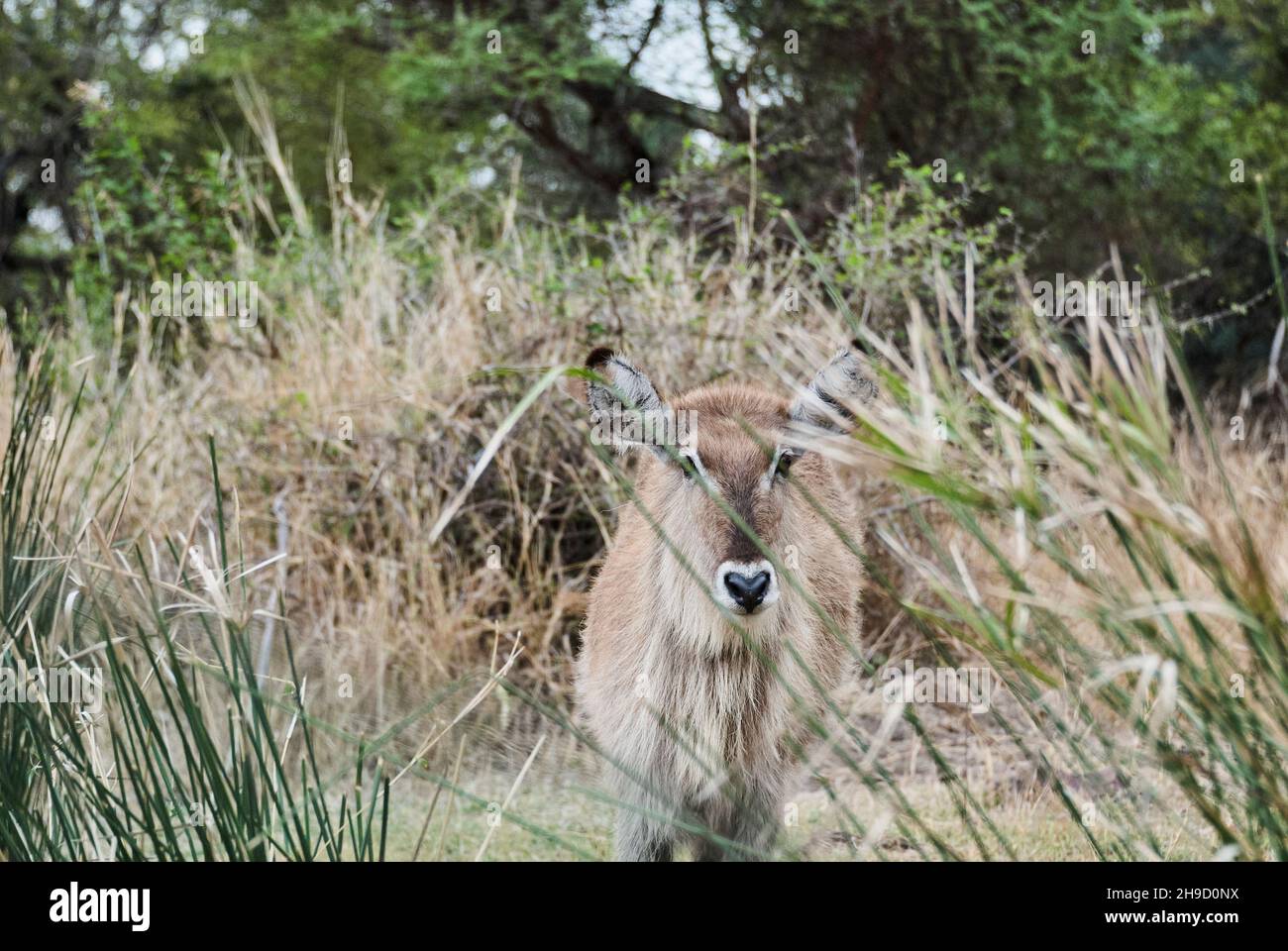 Female ellipsiprymnus waterbuck, Kobus ellipsiprymnus, is a large grey ...