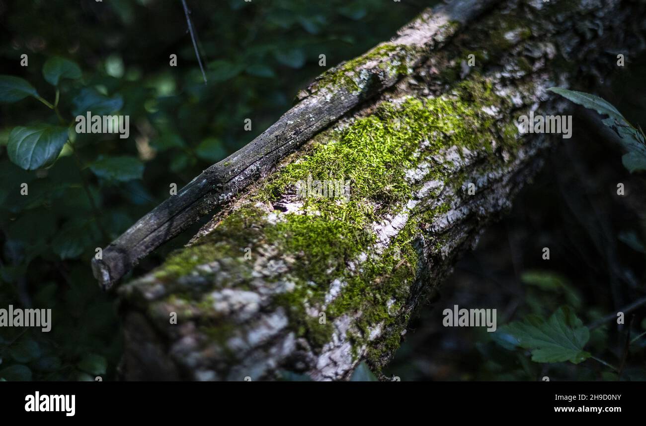 Closeup of a log with moss isolated in the green forest Stock Photo - Alamy