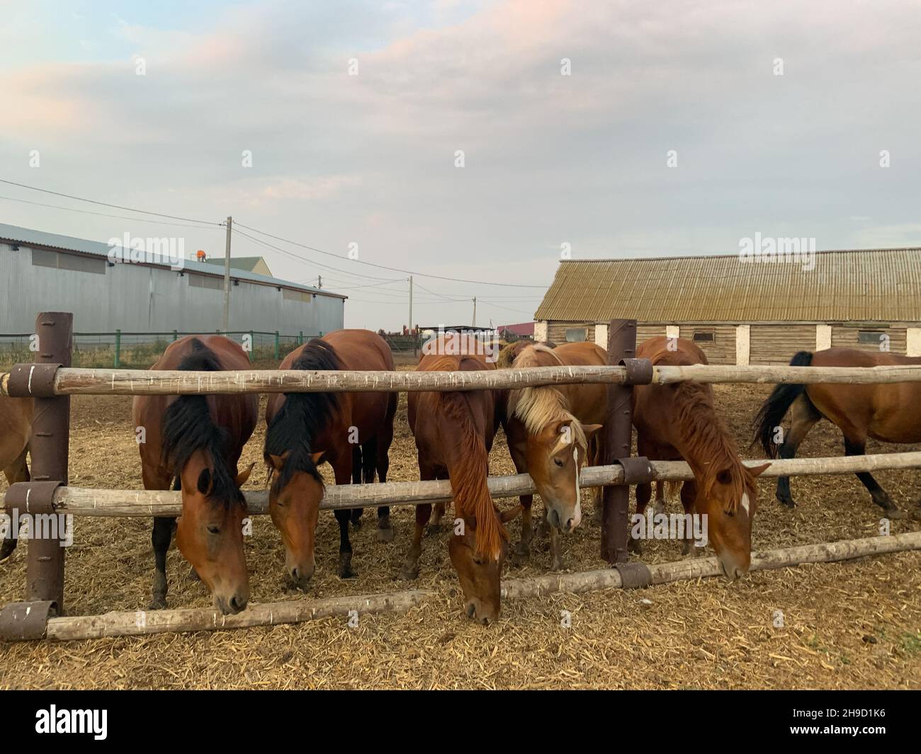 Horses in big stable outside Stock Photo - Alamy