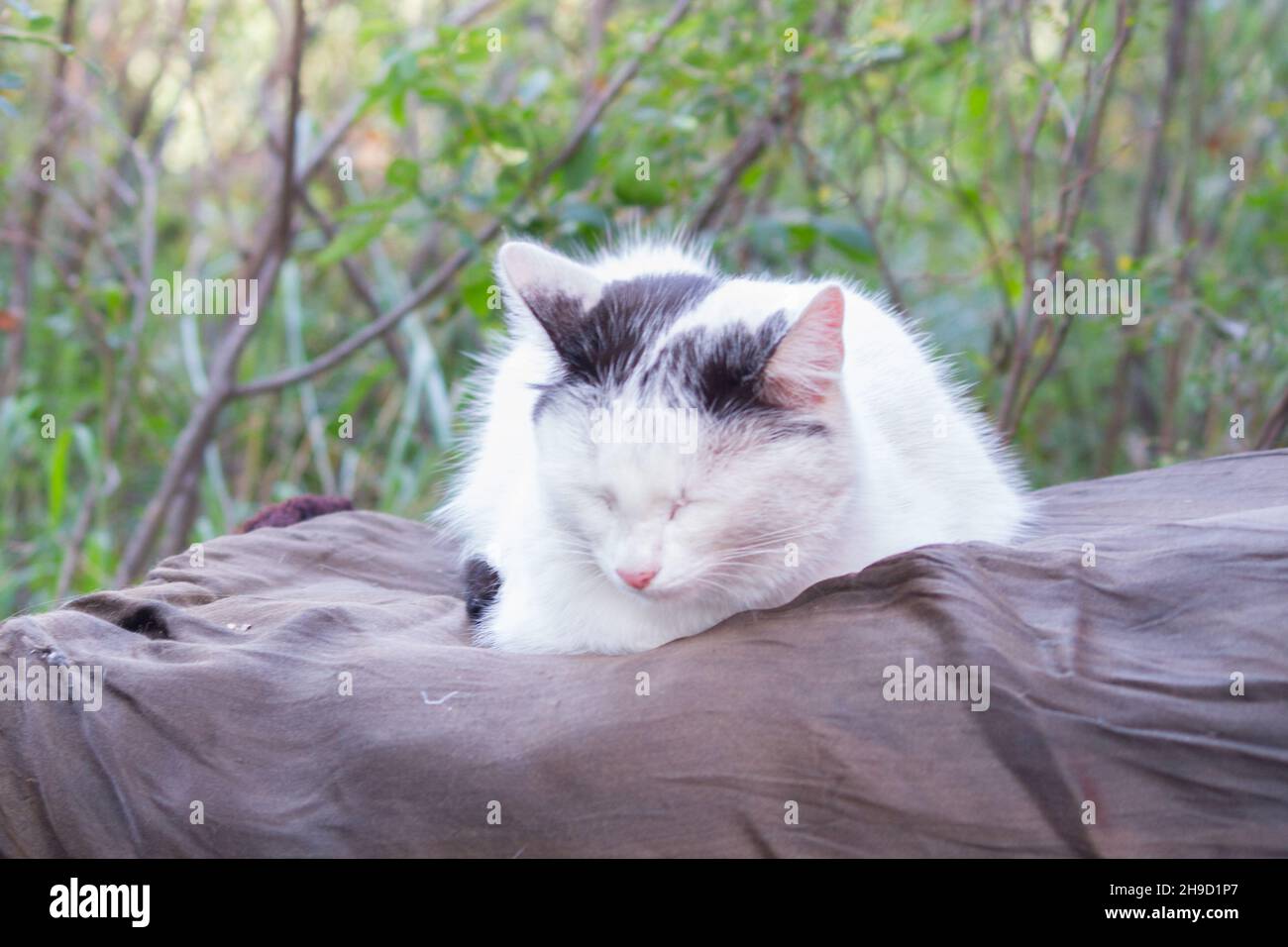 Homeless white cat sleeping on a street Stock Photo - Alamy