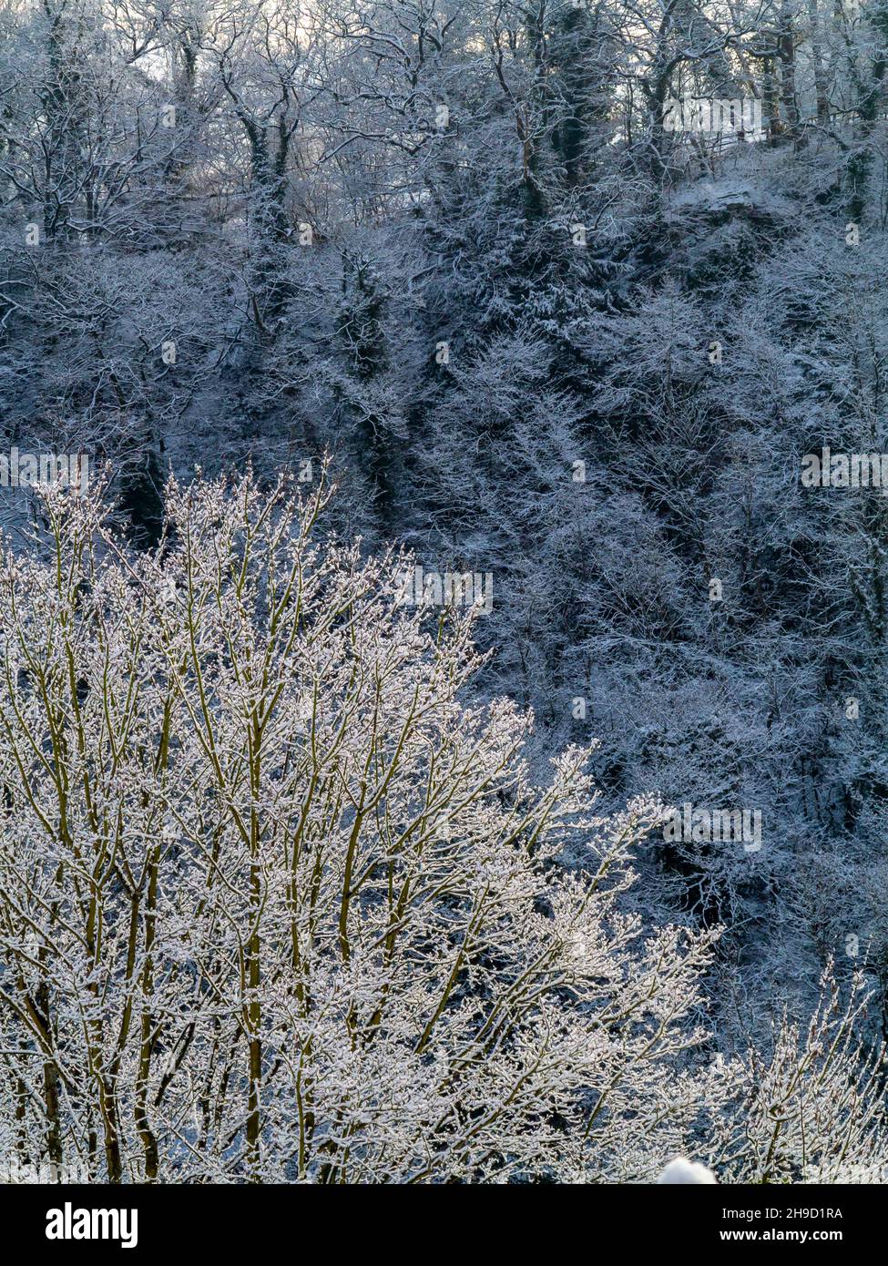 Snow covered landscape with trees at Matlock Bath in the Derbyshire ...