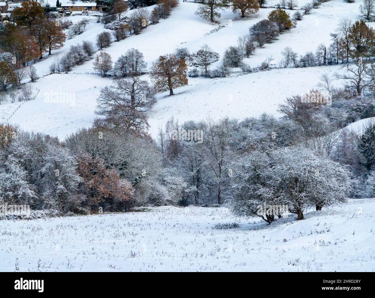 Snow covered landscape with trees at Matlock Bath in the Derbyshire ...