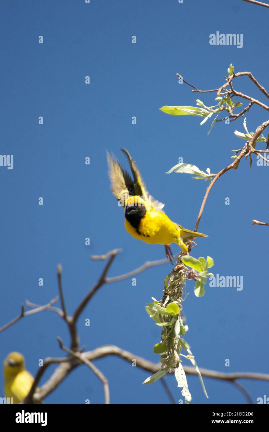 Exploring bird hi-res stock photography and images - Alamy