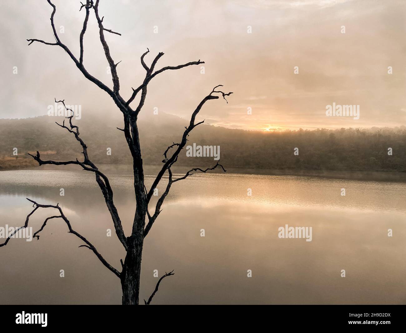 Tree bones in the twilight Stock Photo - Alamy