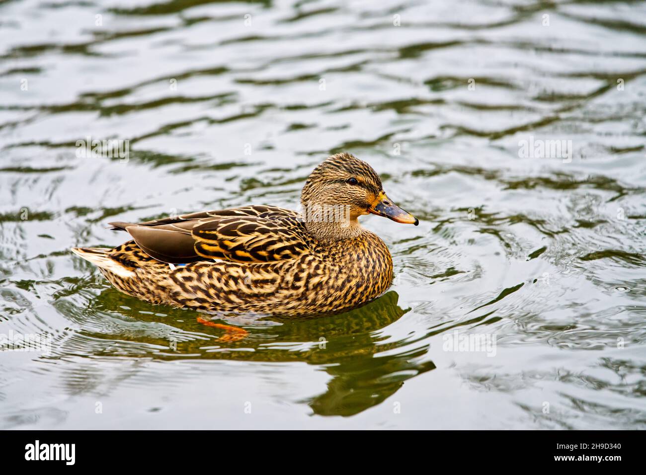 Quack Pack Ducks By Nature