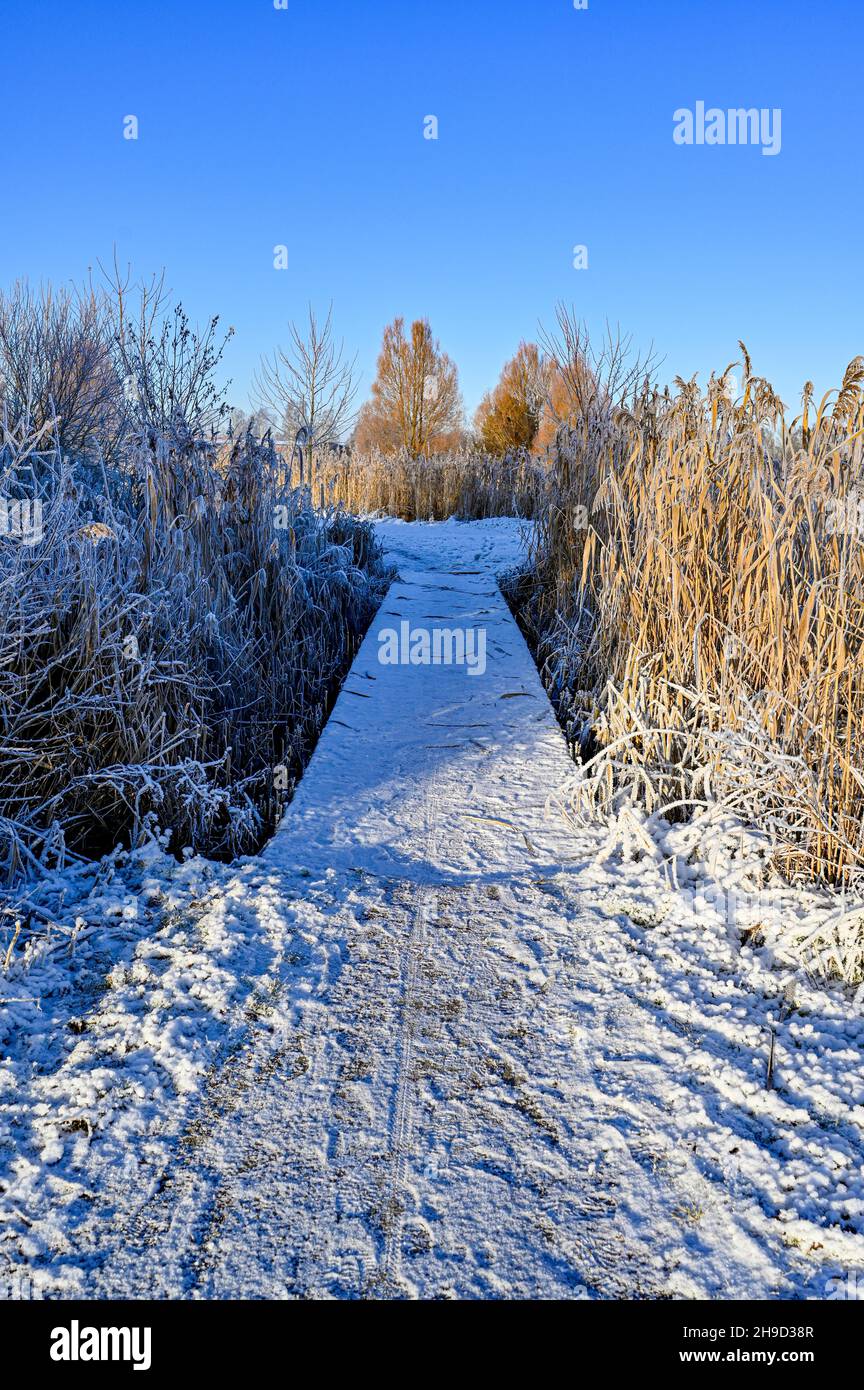 straight trail through reed a cold december day Stock Photo - Alamy