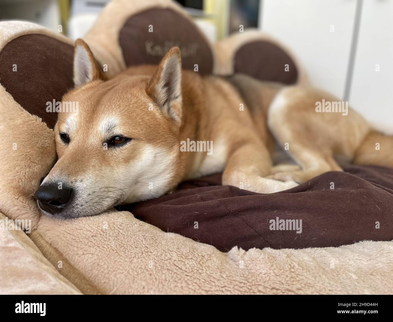 Closeup of the fluffy brown adorable Shiba Inu dog laying on its bed ...