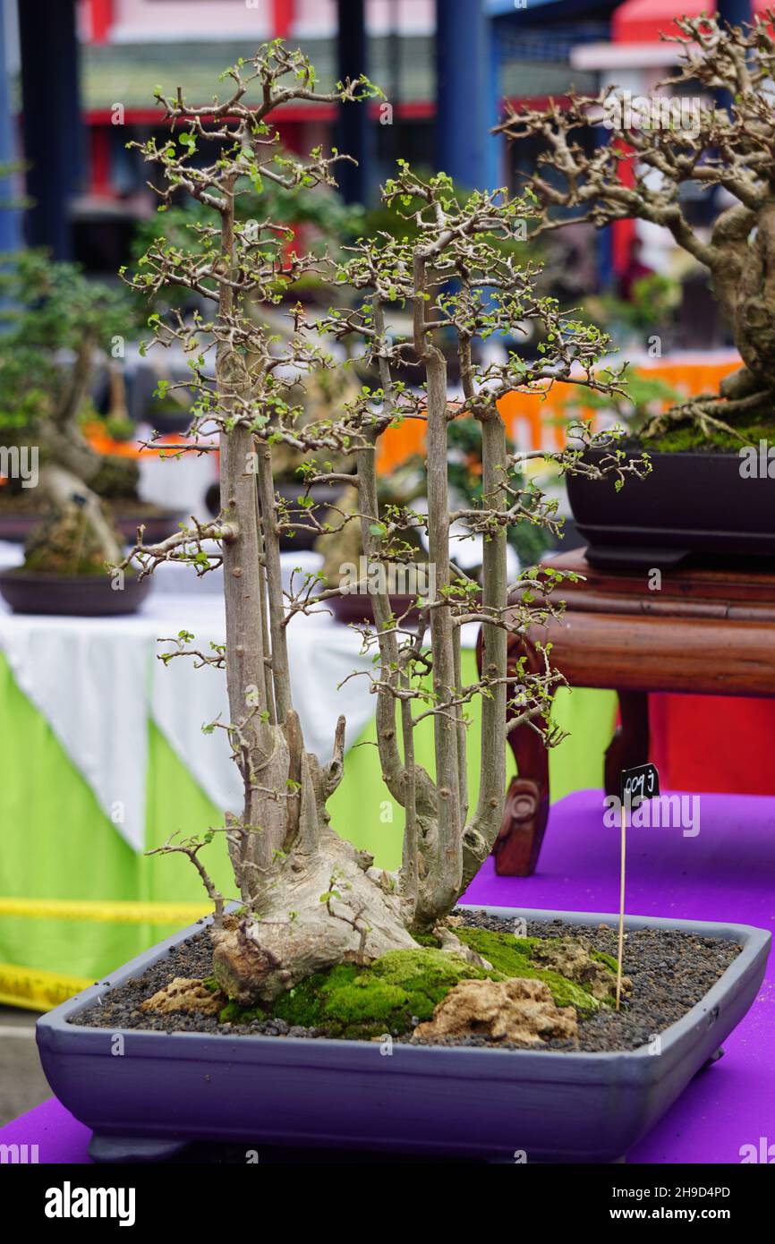 Green beautiful bonsai with a natural background Stock Photo - Alamy