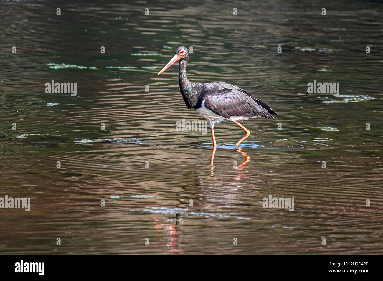 Indian stork bird hi-res stock photography and images - Alamy