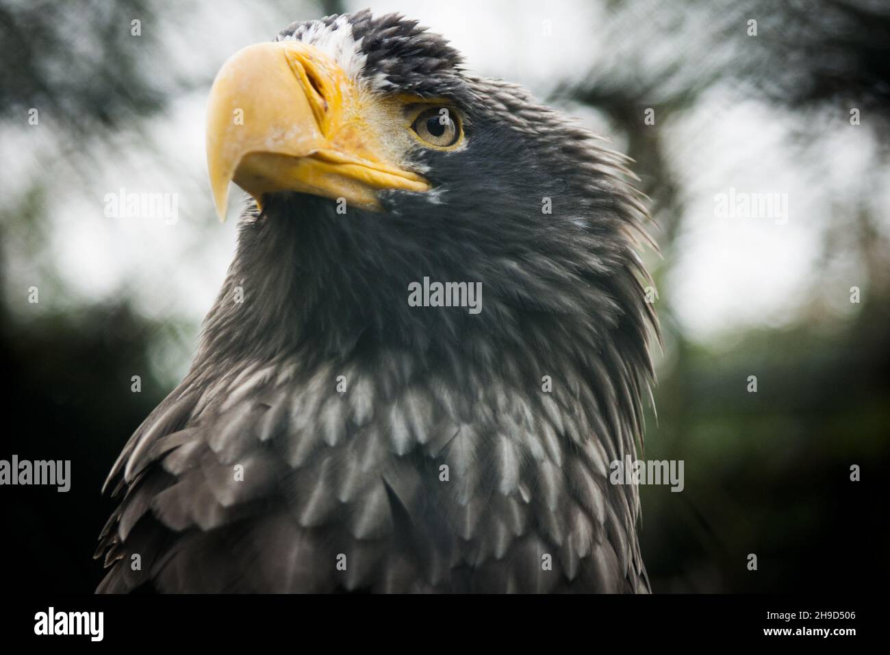 The head of an eagle Stock Photo - Alamy