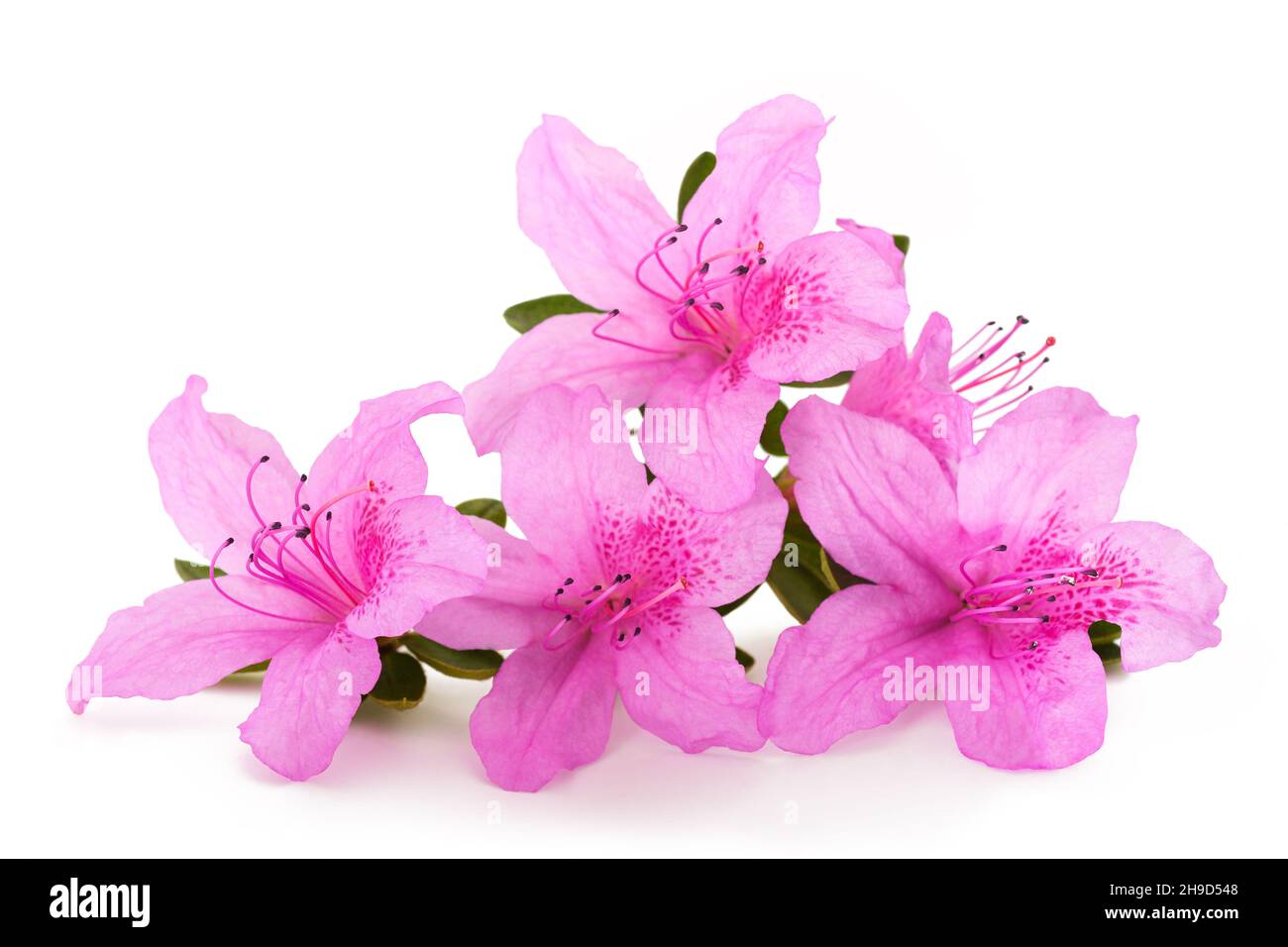 Azaleas flowers isolated on white background Stock Photo - Alamy