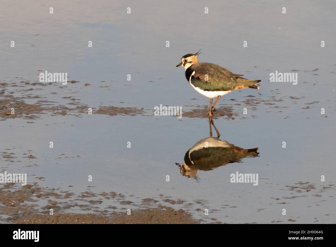Lapwing feathers close up hi-res stock photography and images - Alamy