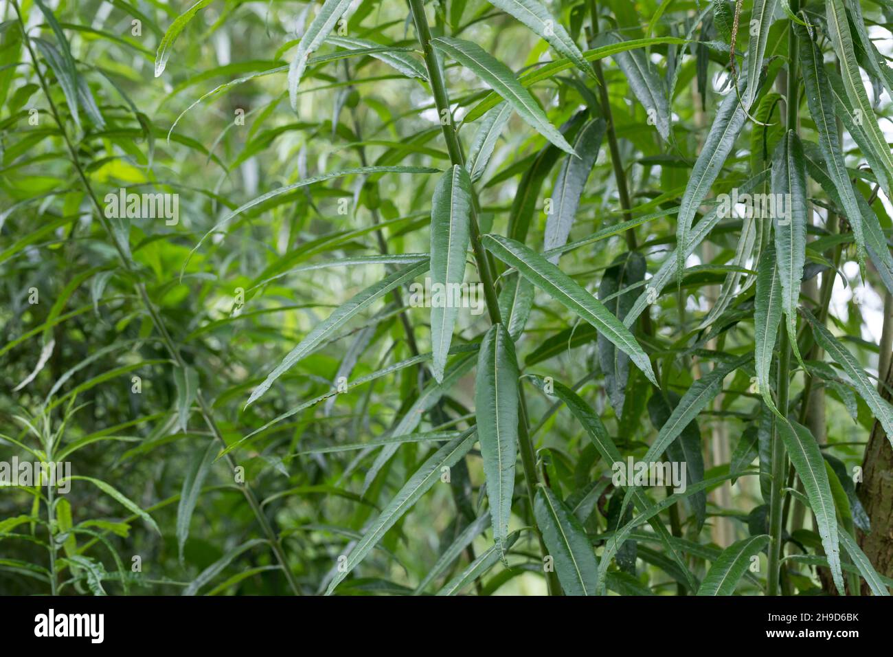 Korb-Weide, Korbweide, Hanf-Weide, Weide, Salix viminalis, basket ...