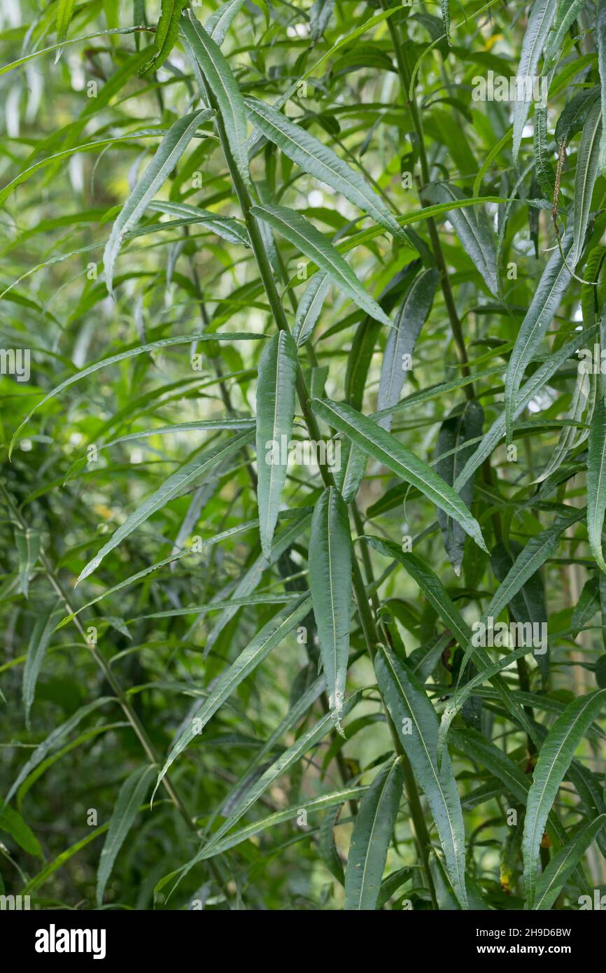 Korb-Weide, Korbweide, Hanf-Weide, Weide, Salix viminalis, basket ...