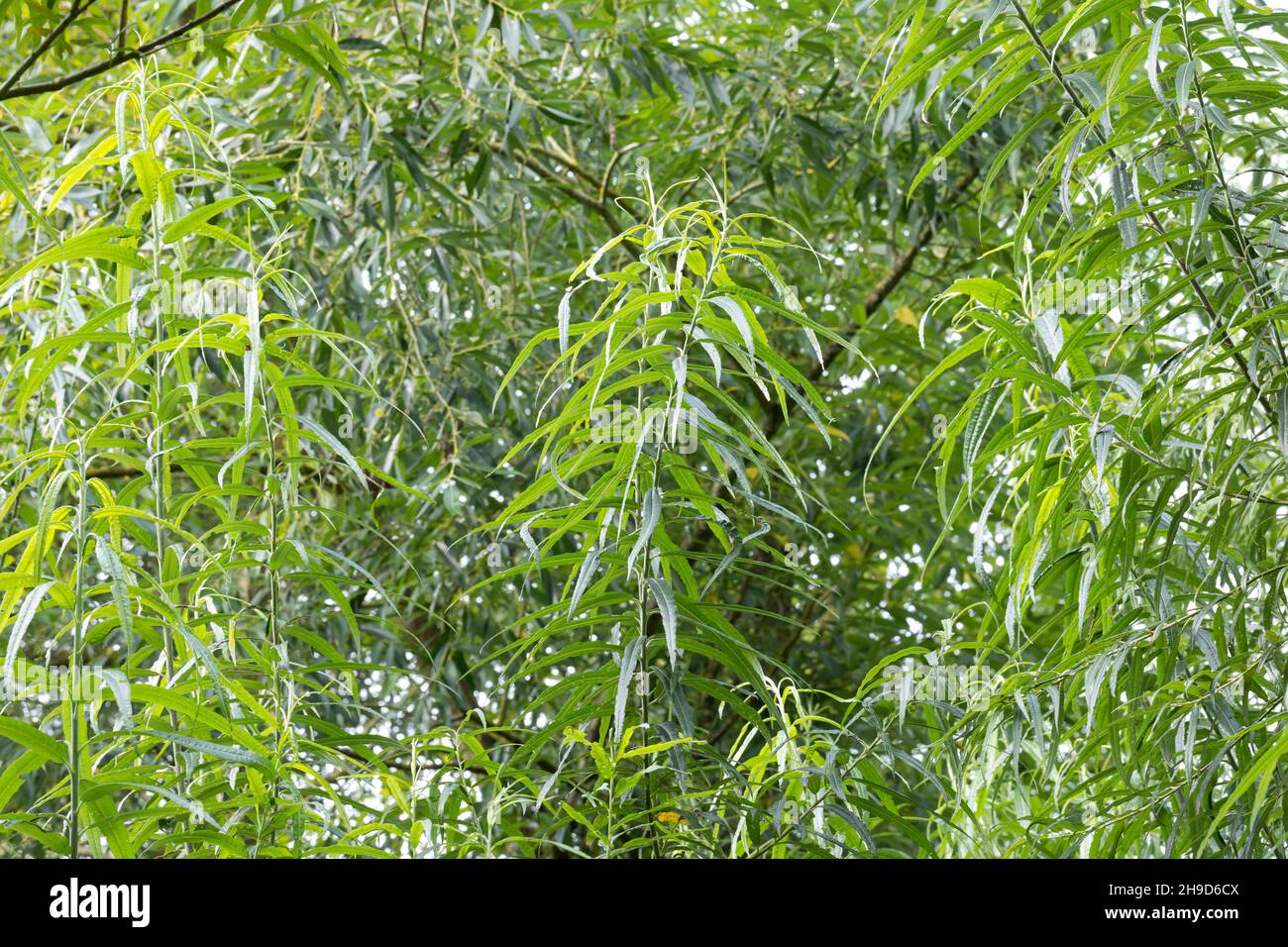 Korb-Weide, Korbweide, Hanf-Weide, Weide, Salix viminalis, basket ...