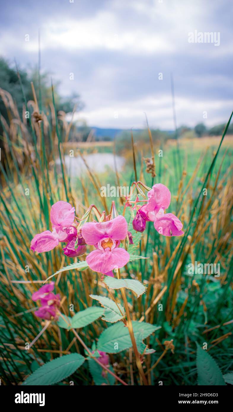 Summertime images of River Teme, Leintwardine, Shropshire, England ...