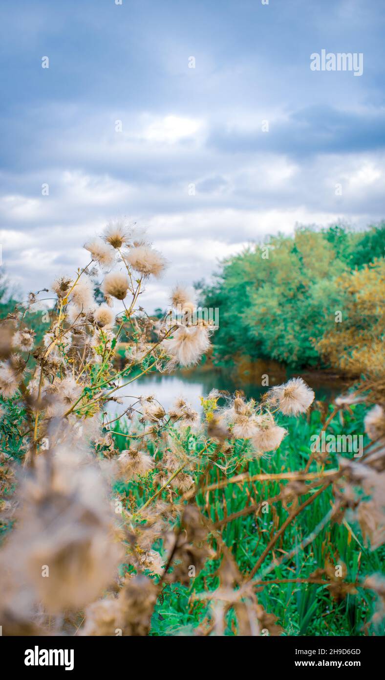 Summertime images of River Teme, Leintwardine, Shropshire, England ...
