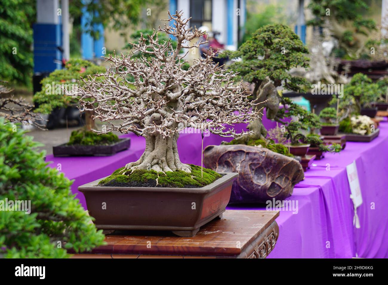 Green beautiful bonsai with a natural background Stock Photo - Alamy