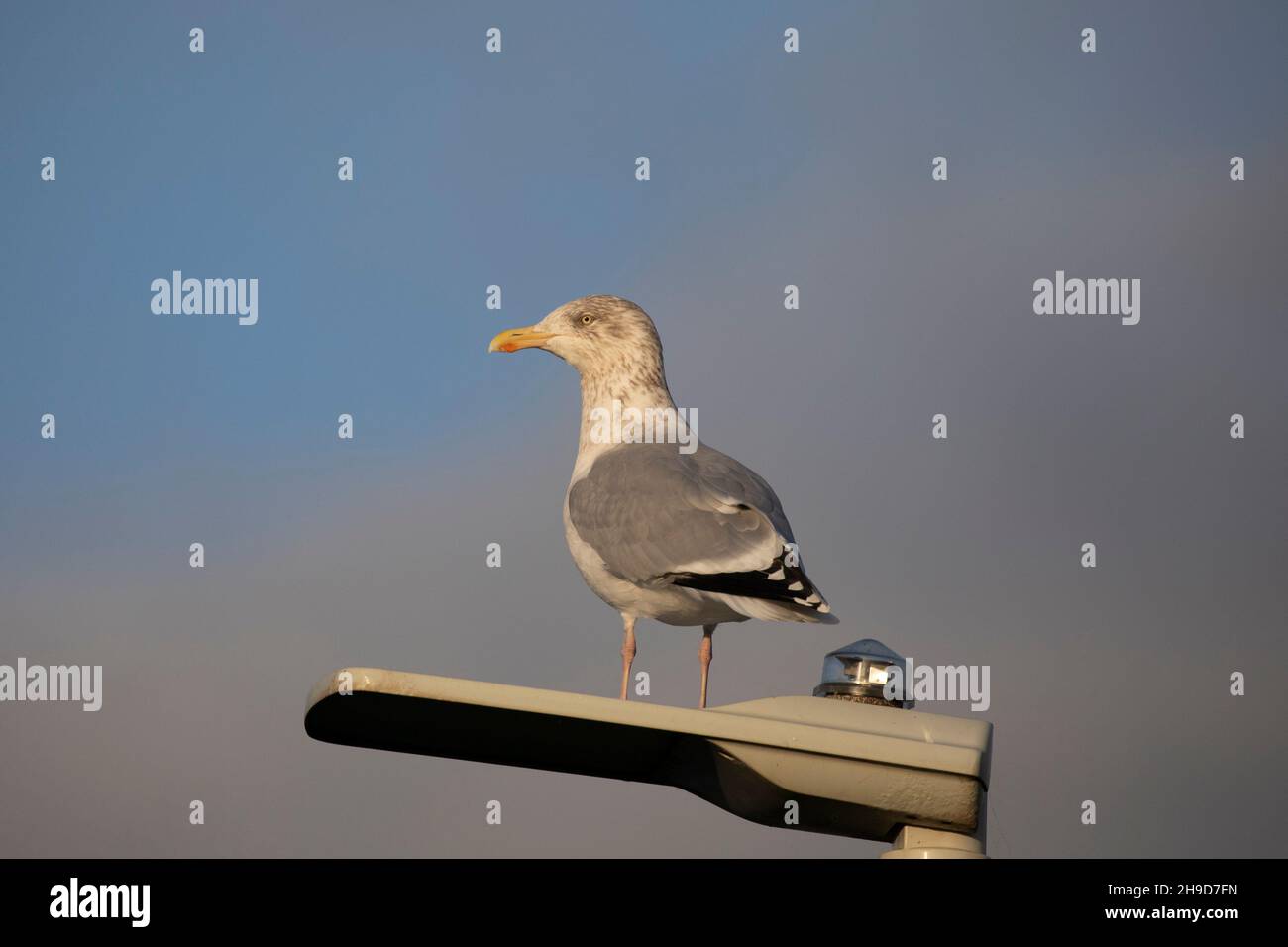 Landscape format herring gull hi-res stock photography and images - Alamy