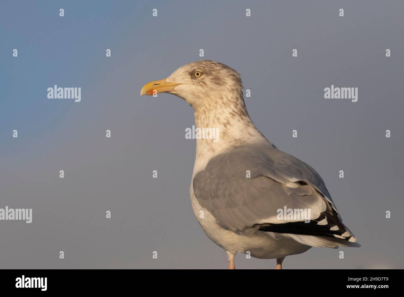 Landscape format herring gull hi-res stock photography and images - Alamy