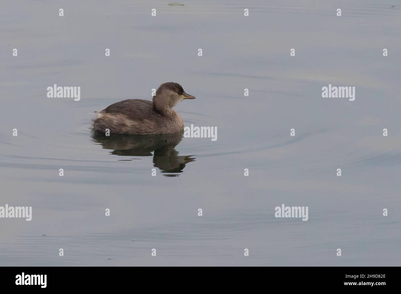 Chestnut foreneck hi-res stock photography and images - Alamy