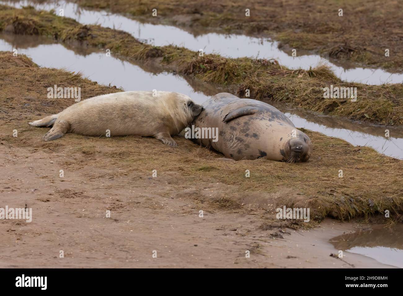 Common seal europe hi-res stock photography and images - Alamy