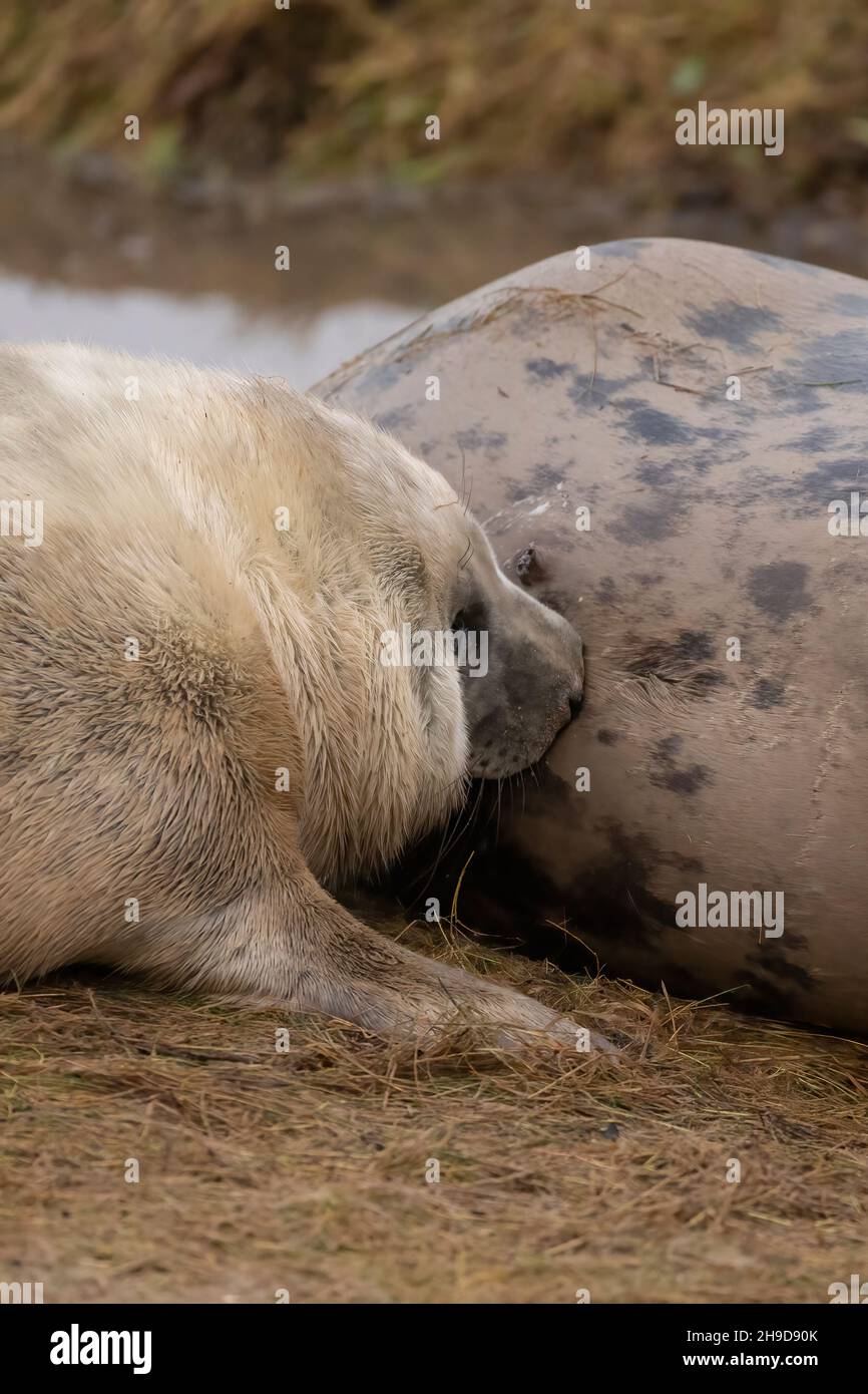 Raf grey hi-res stock photography and images - Alamy