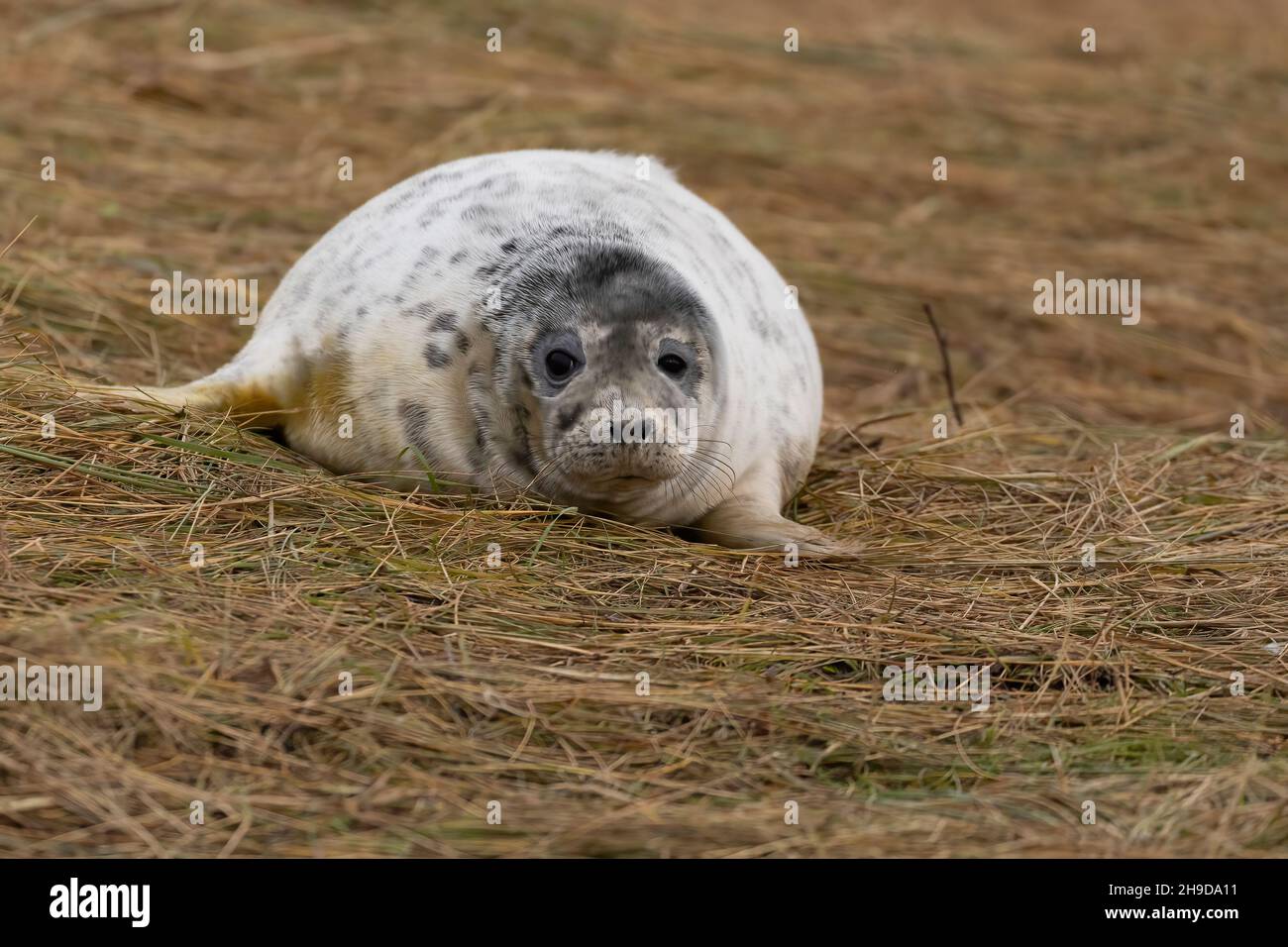 Seal pup uk north sea hi-res stock photography and images - Alamy