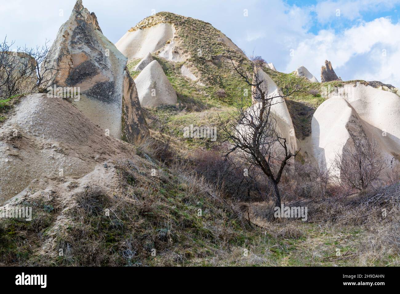 Black barren tree in white eroded tuff landscape in wintertime ...