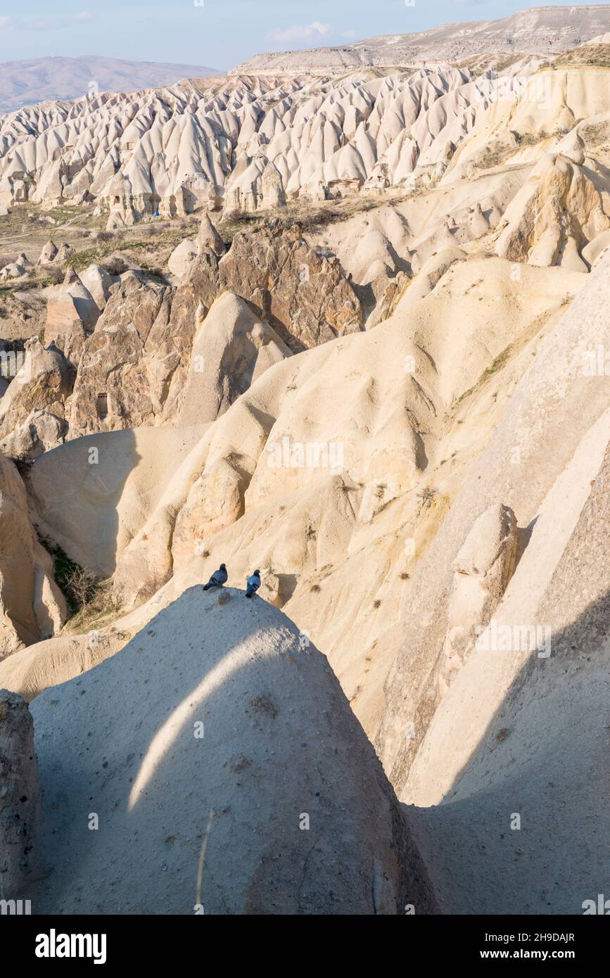 Two pigeons sitting on top of a fairy chimney, result of tuff stone ...