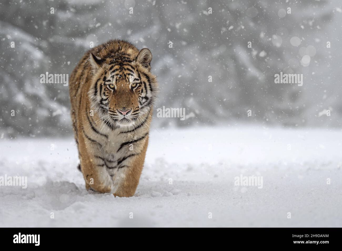 Tiger running hi-res stock photography and images - Alamy