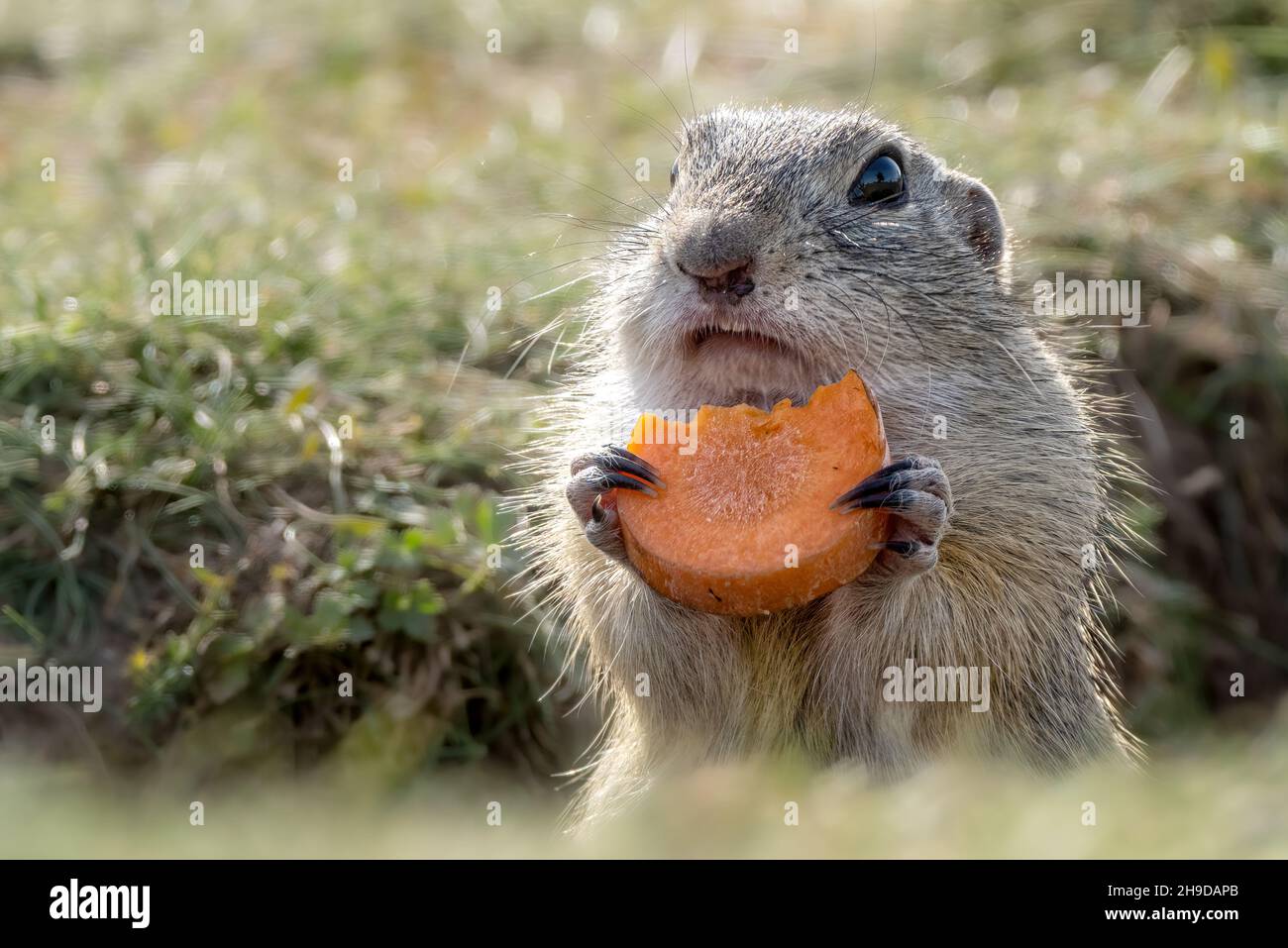 Cute groundhog face hi-res stock photography and images - Alamy