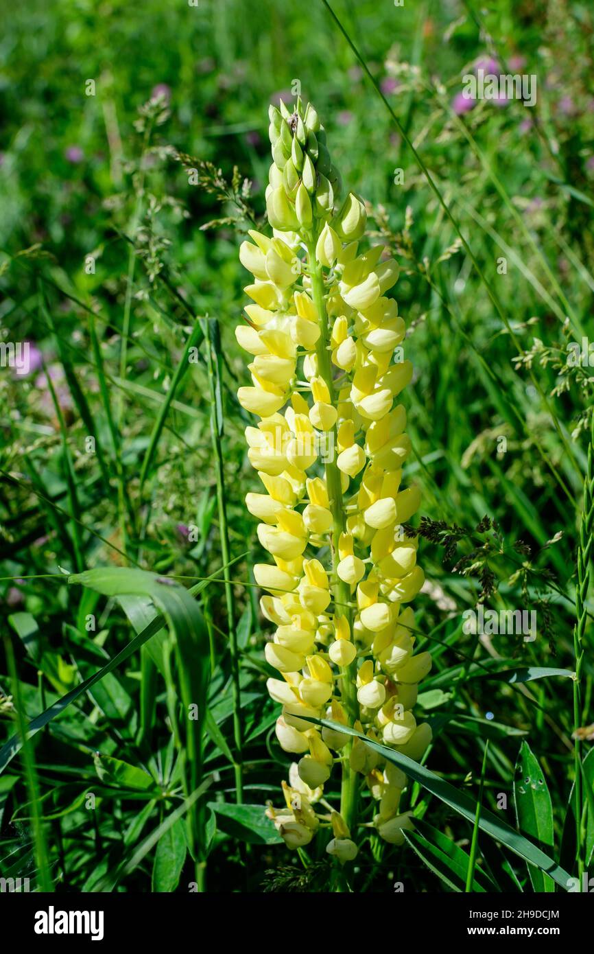 Lupin ou lupin hi-res stock photography and images - Alamy