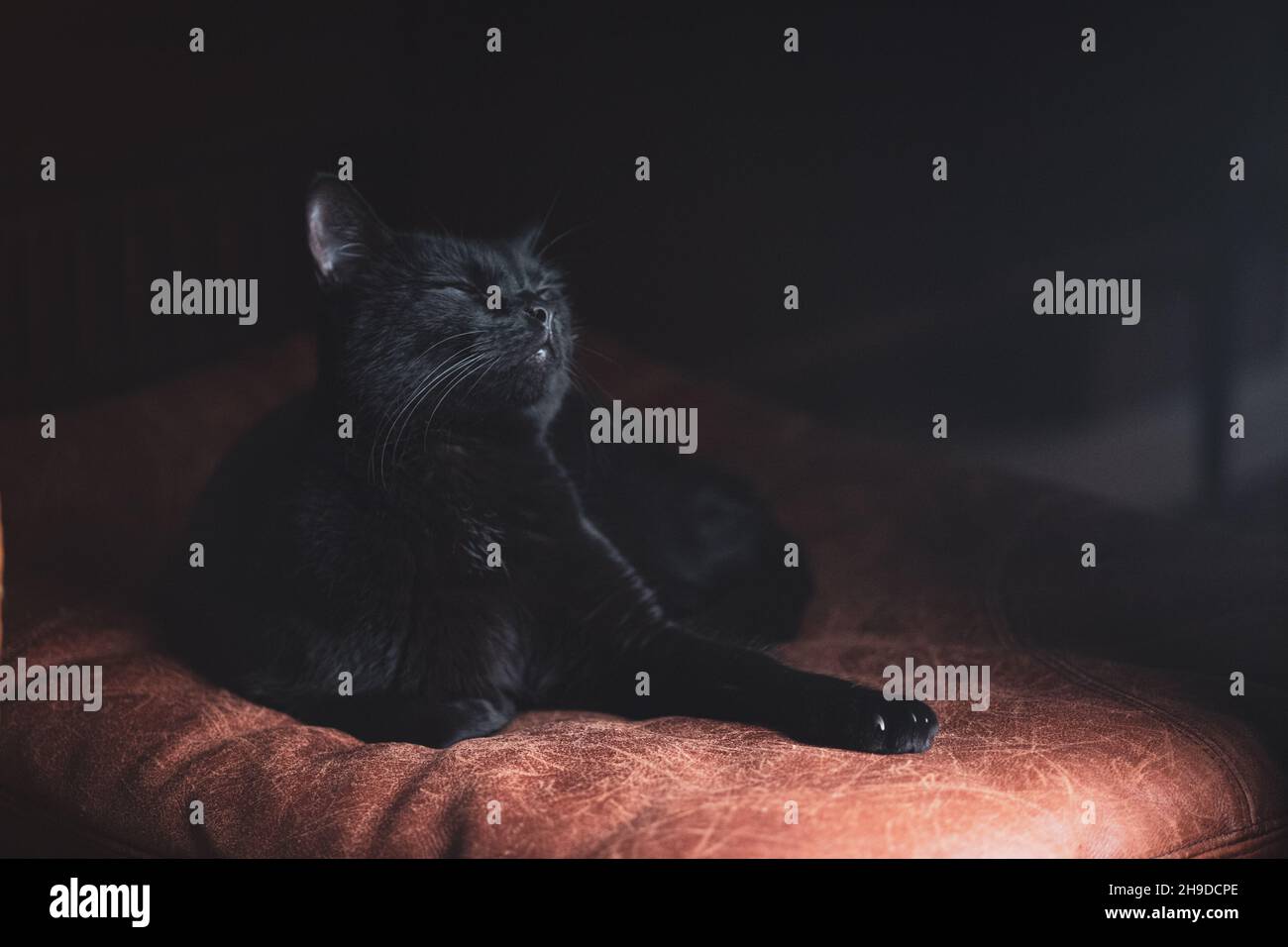 Black cat resting head hi-res stock photography and images - Alamy